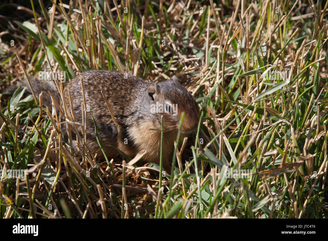 Canadian prairie dog in Alberta, Canada Stock Photo - Alamy