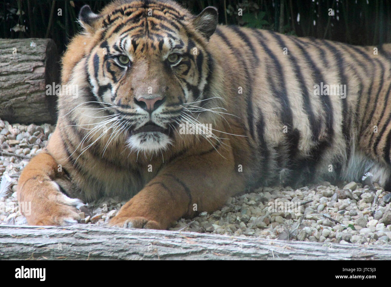 A sumatran tiger in a zoo (France Stock Photo - Alamy