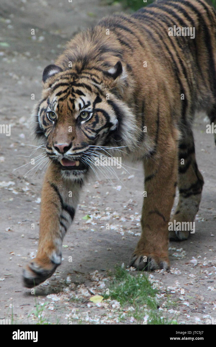 A sumatran tiger in a zoo (France Stock Photo - Alamy