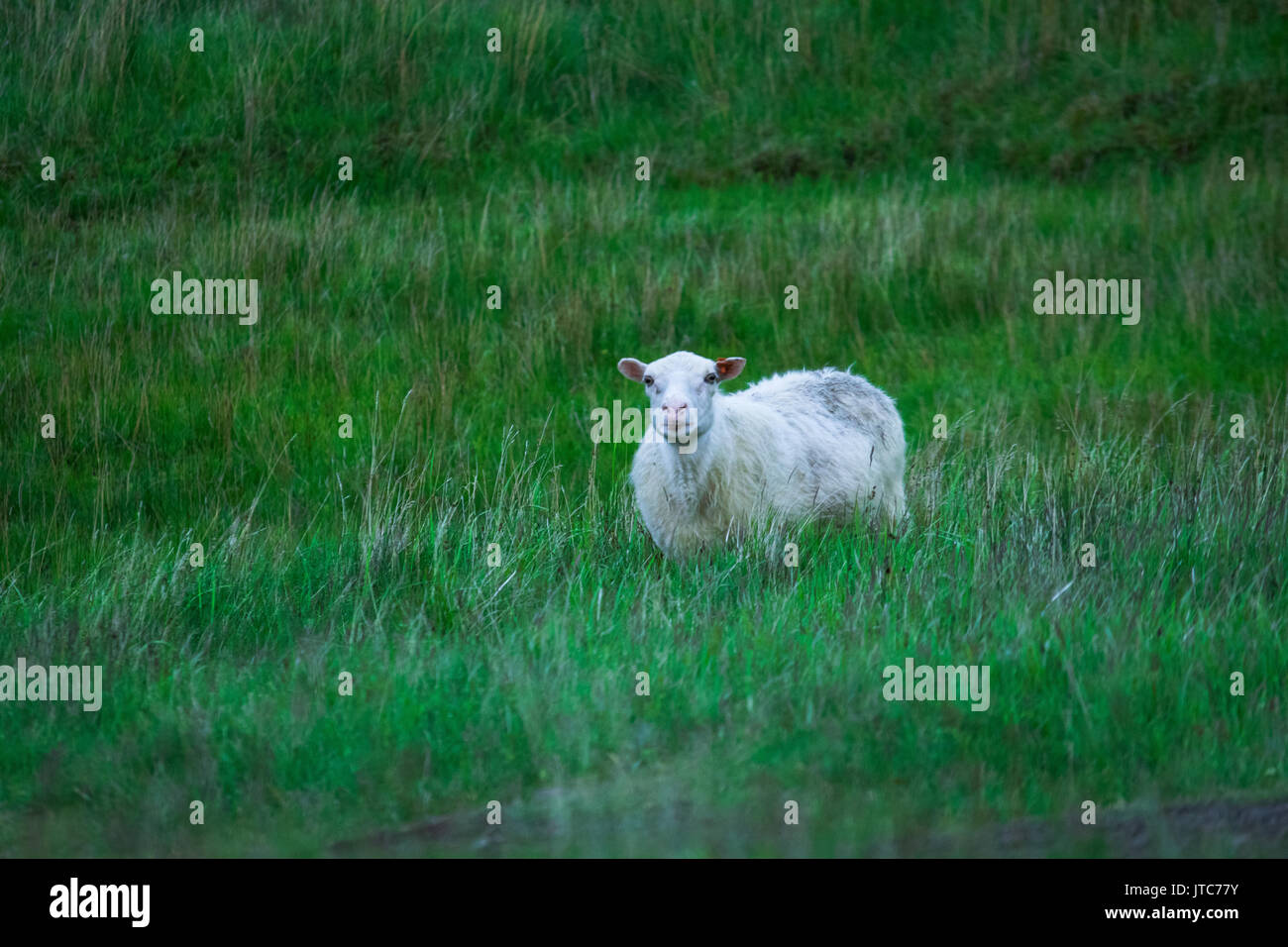 Sheep near Litlanesfoss Waterfall in Skaftafell National Park, Iceland ...