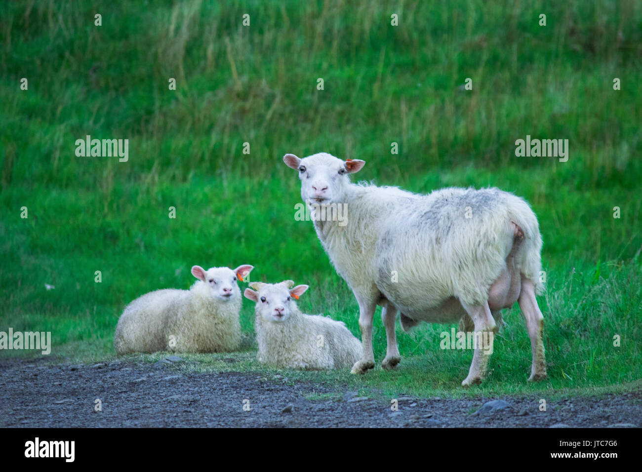 Sheep near Litlanesfoss Waterfall in Skaftafell National Park, Iceland ...