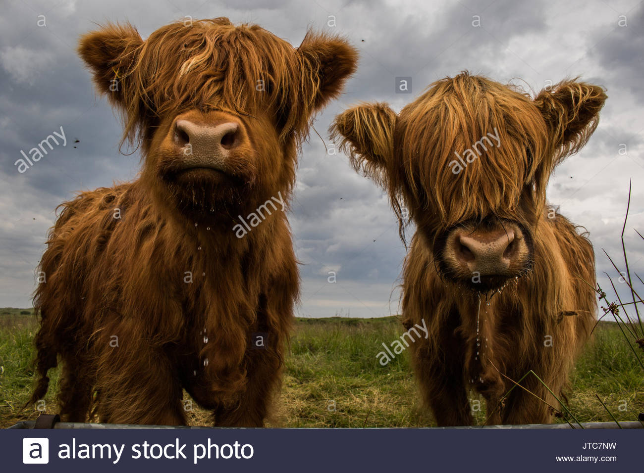 Highland Stock Photos & Highland Stock Images - Alamy