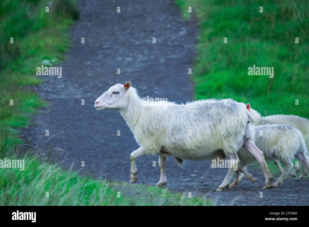 Sheep near Litlanesfoss Waterfall in Skaftafell National Park, Iceland ...