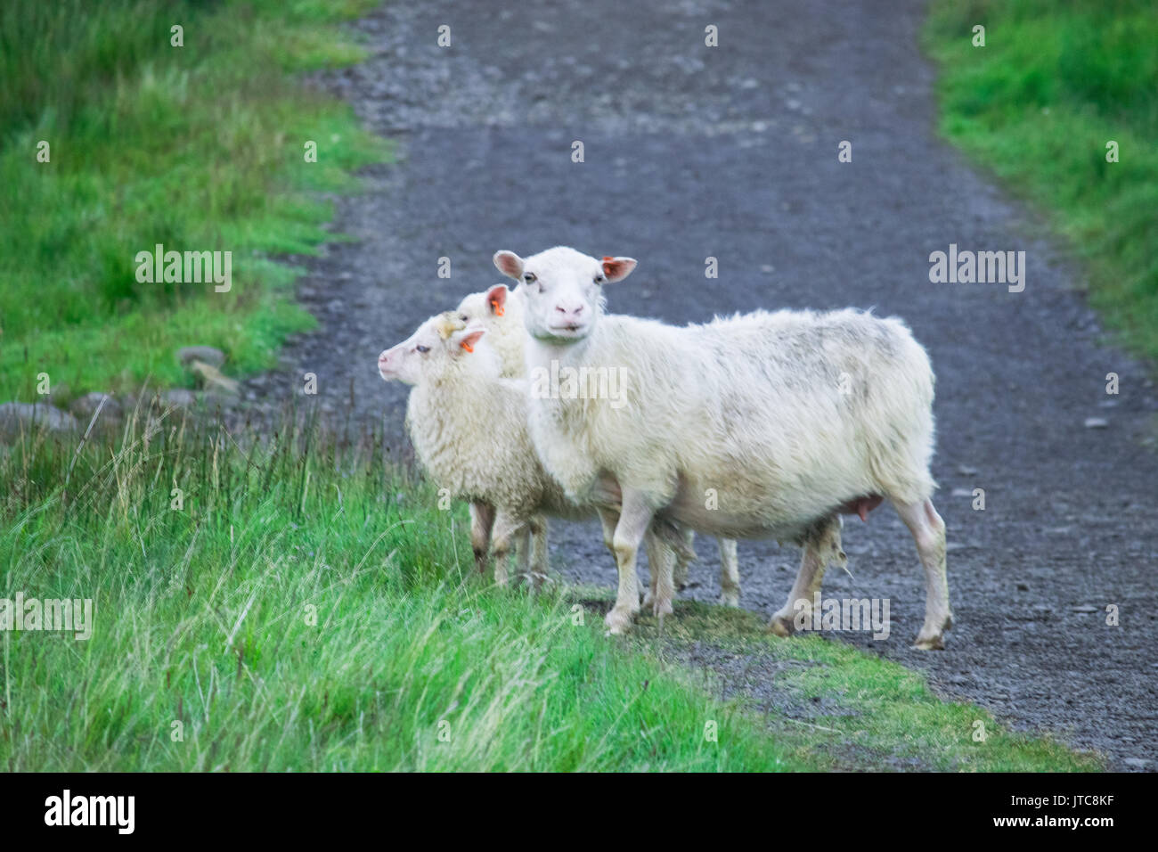 Sheep near Litlanesfoss Waterfall in Skaftafell National Park, Iceland ...