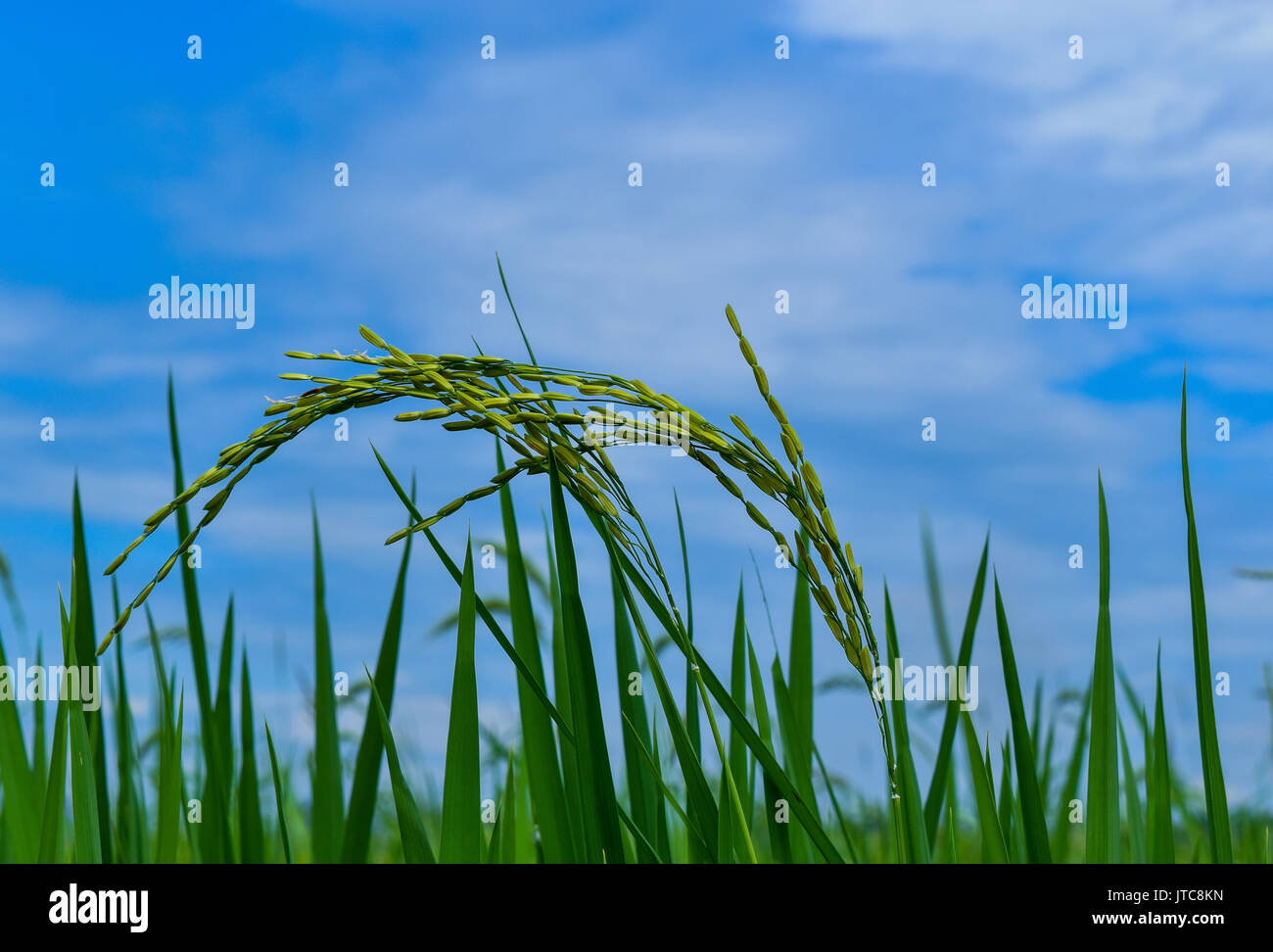 Rice demand hi-res stock photography and images - Alamy