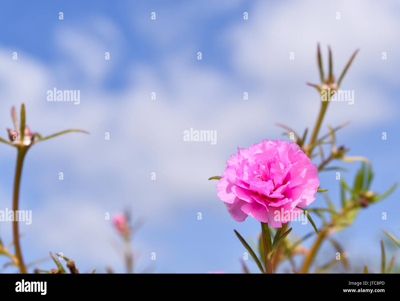 Wide spread flower hi-res stock photography and images - Alamy