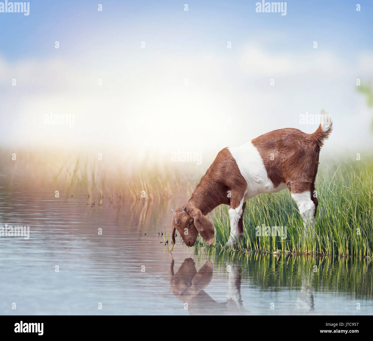 Goat pond hi-res stock photography and images - Alamy