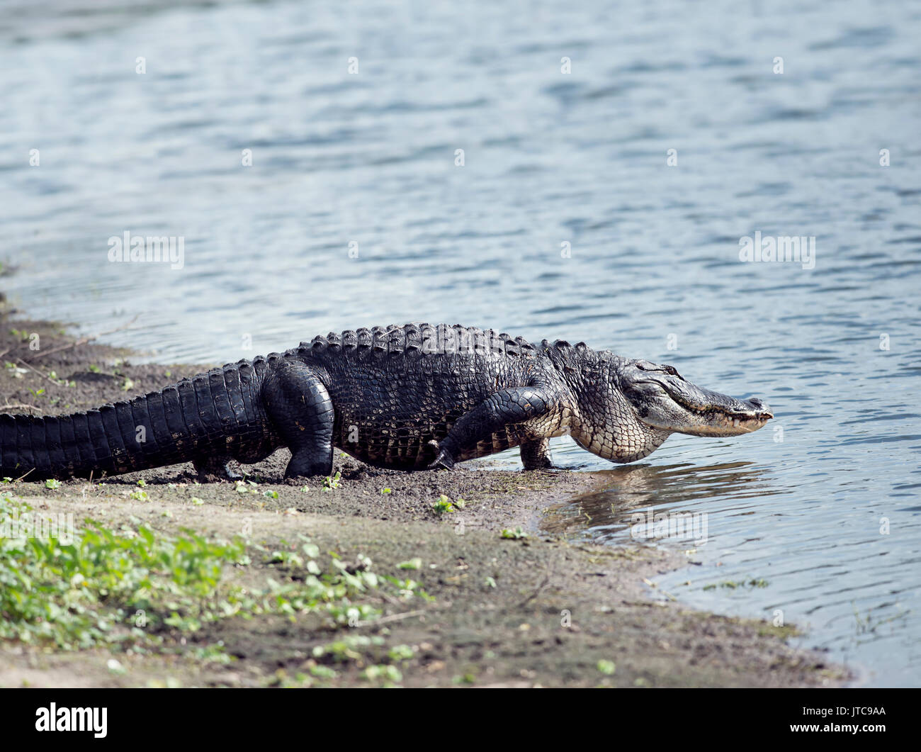 American alligator walking hi-res stock photography and images - Alamy
