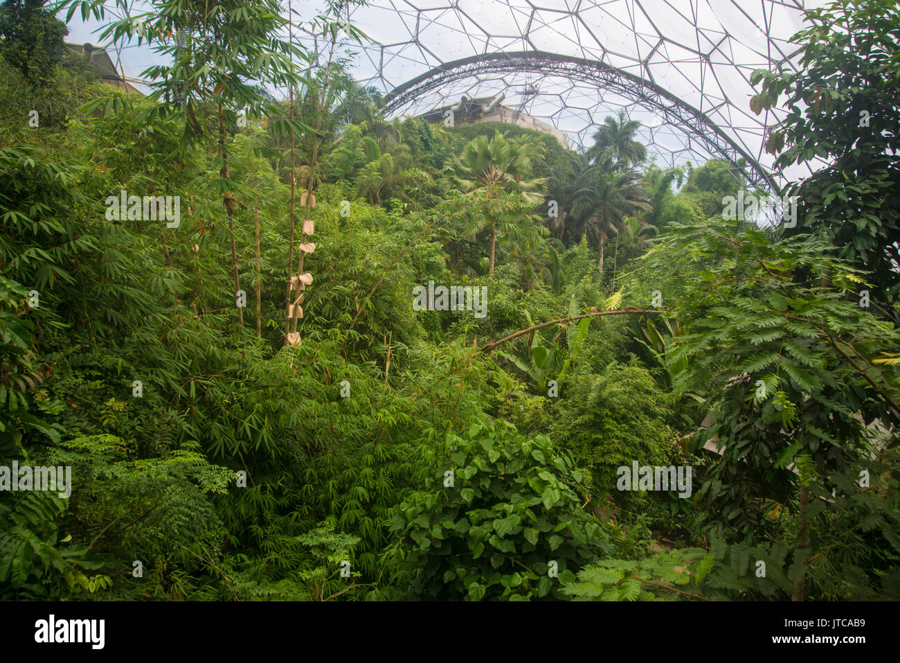Tropical rainforest biome hi-res stock photography and images - Alamy