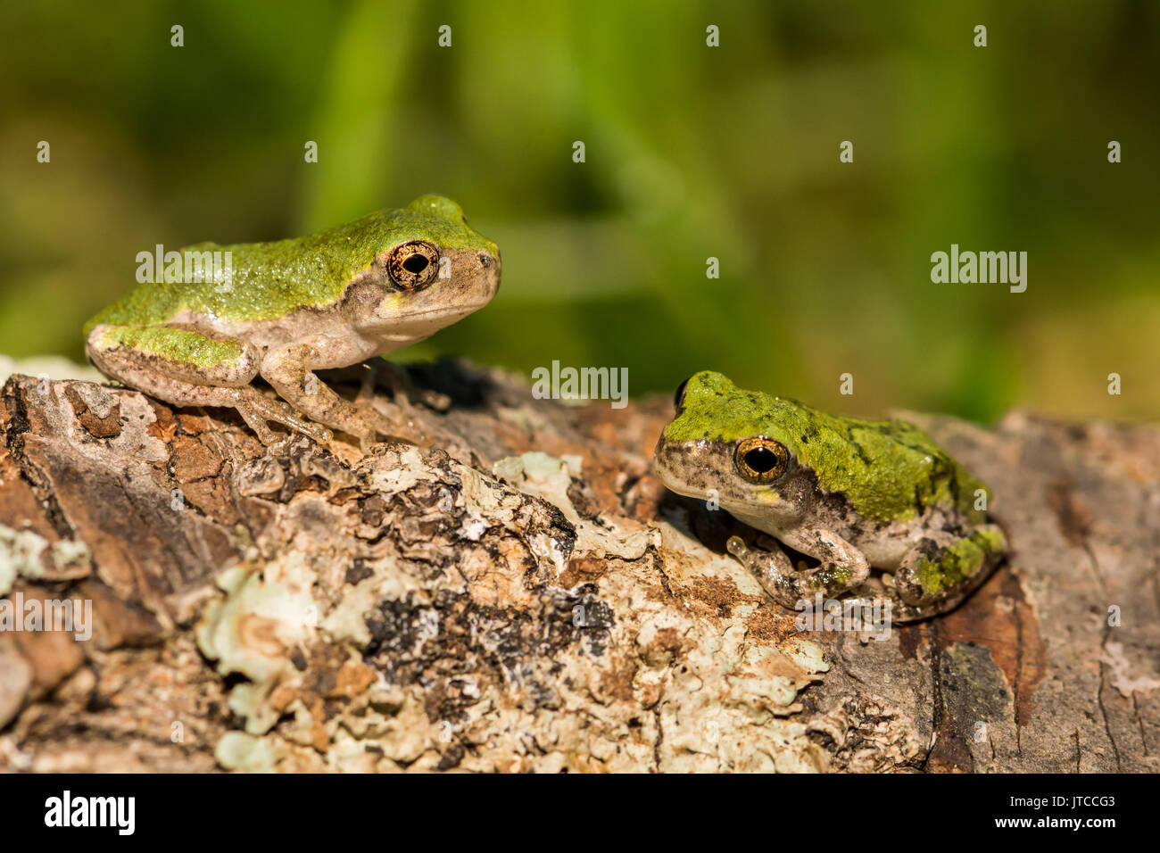 Metamorph hi-res stock photography and images - Alamy