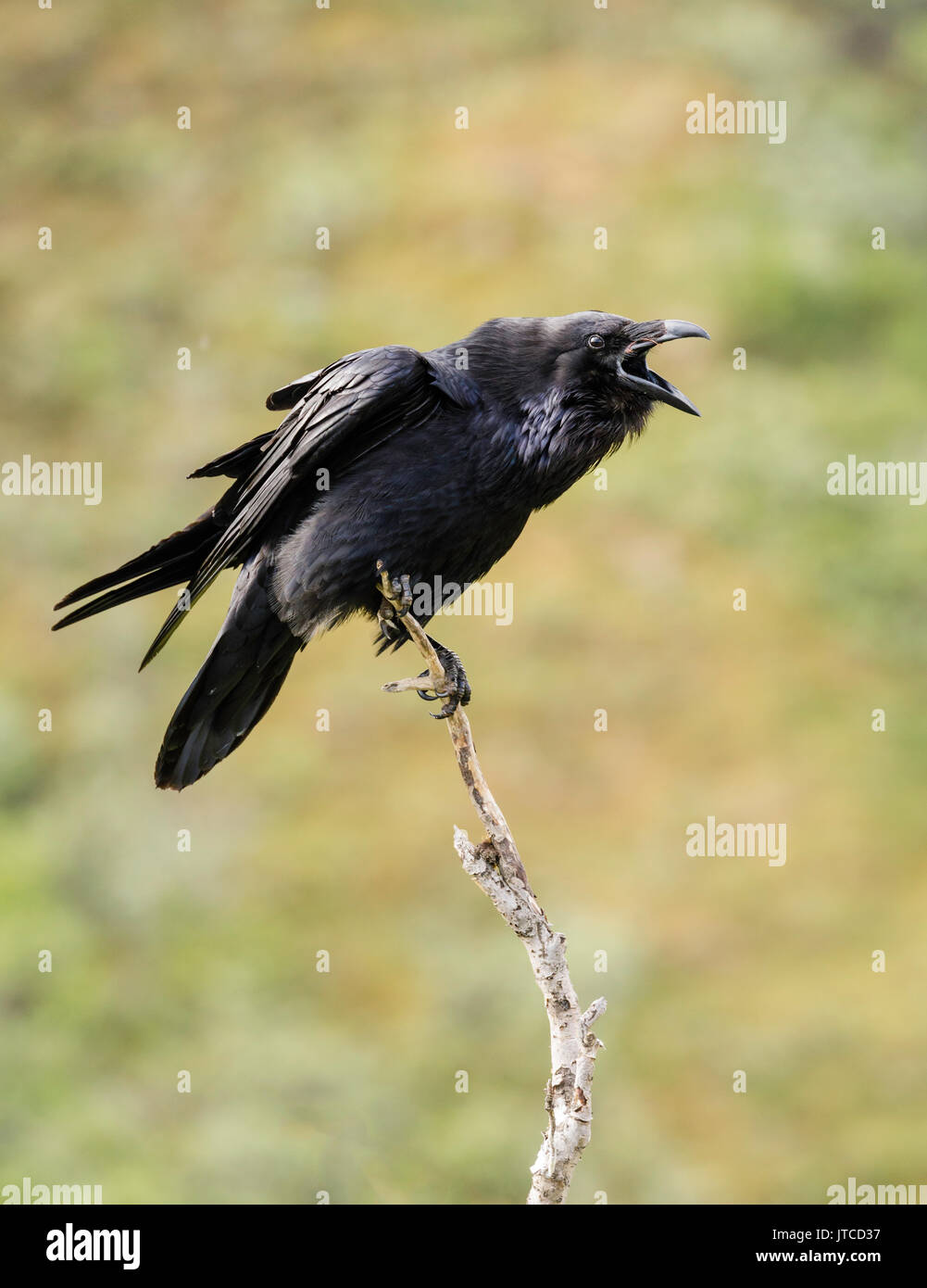 Alaska raven hi-res stock photography and images - Alamy