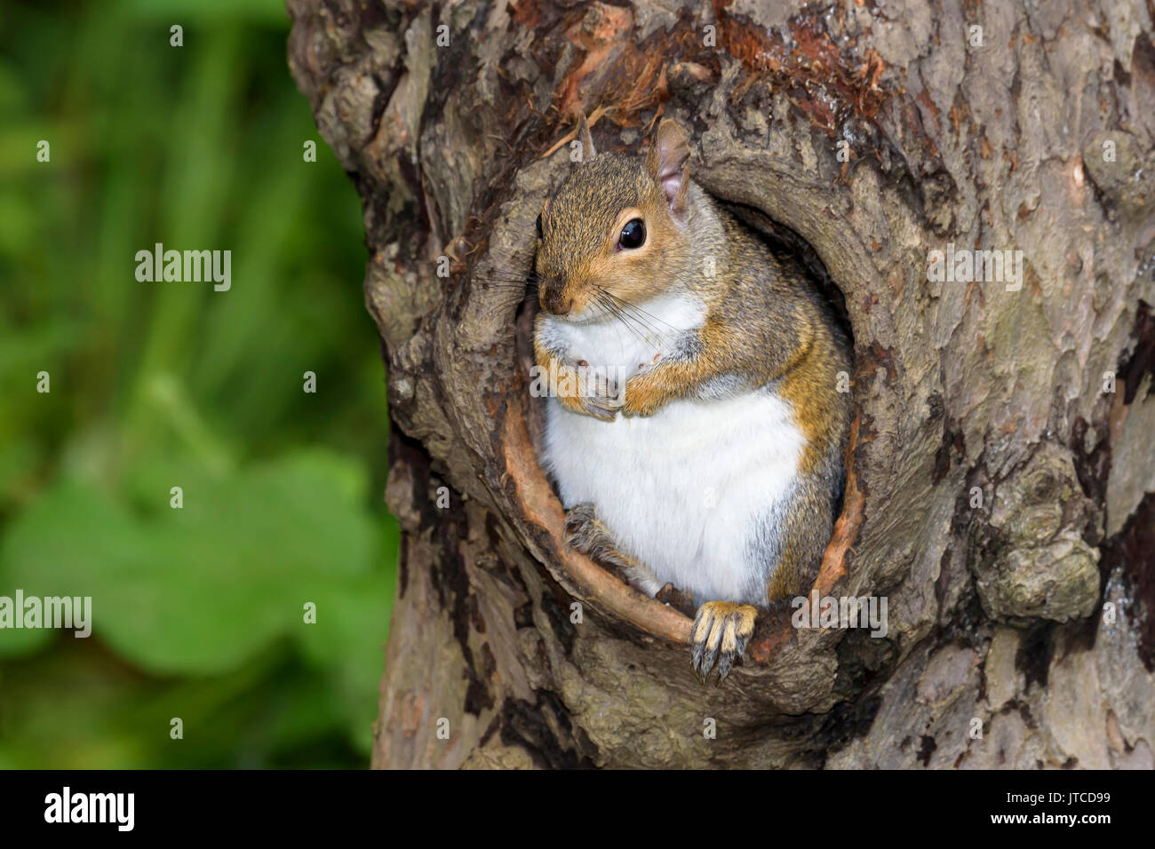 Cartoon Squirrel In A Tree Hole