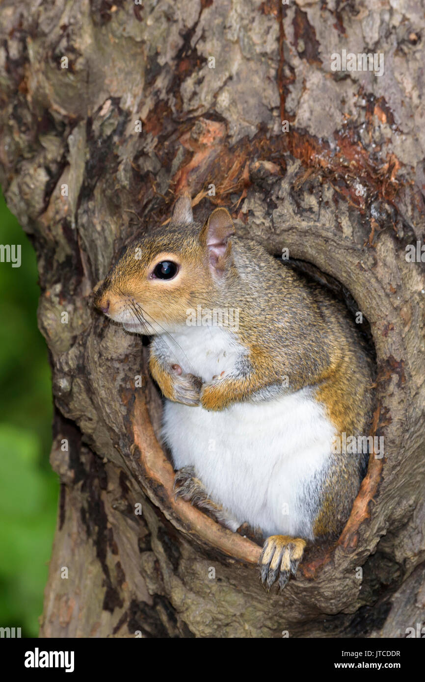 Squirrel Tree Hole Stock Photos & Squirrel Tree Hole Stock Images - Alamy