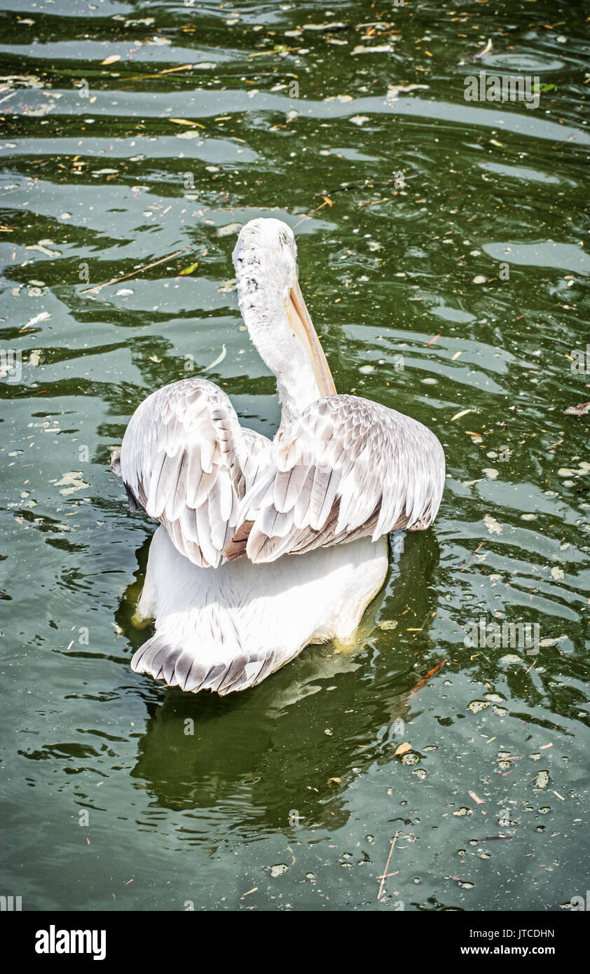 Great white pelican - Pelecanus onocrotalus. Animal scene. Beauty in ...