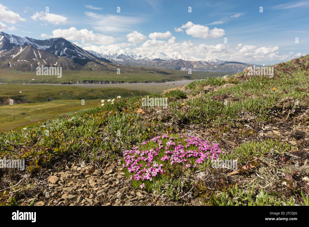 Tundra landscape with moss and mountains hi-res stock photography and ...