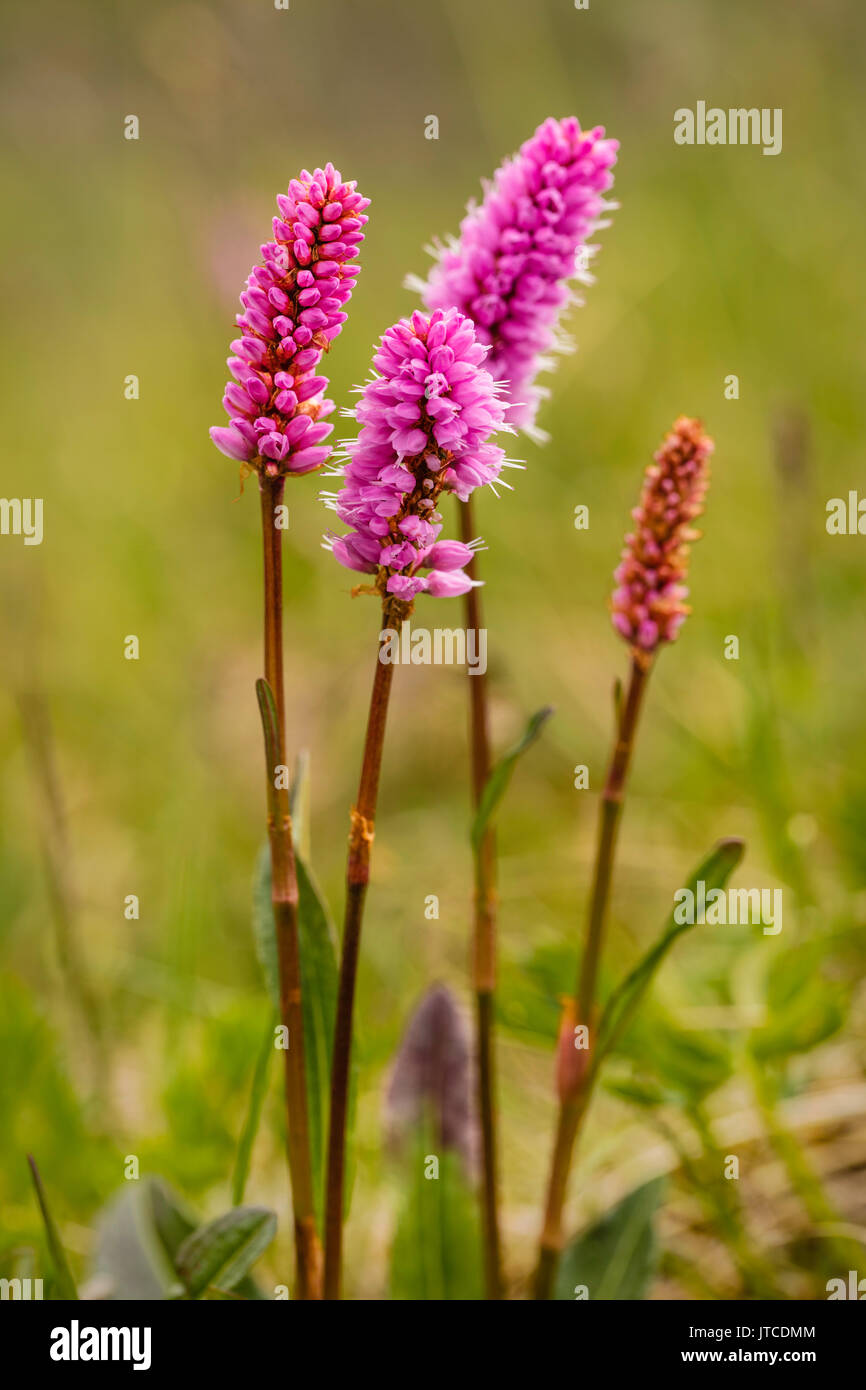Pink Plumes in Denali National Park in Interior Alaska Stock Photo - Alamy