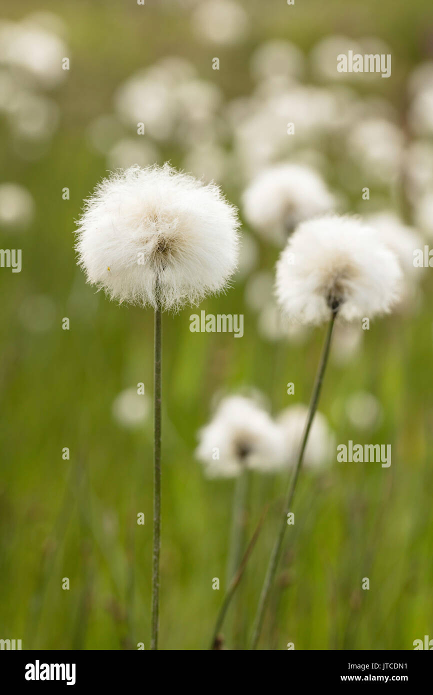 Alaska Cotton in Denali National Park in Interior Alaska Stock Photo ...
