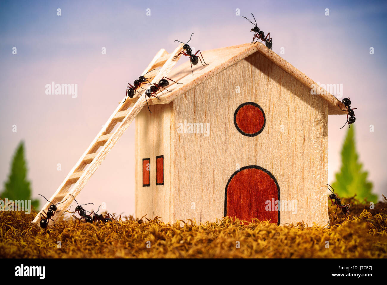 Ants build a house with ladder, teamwork concept Stock Photo - Alamy