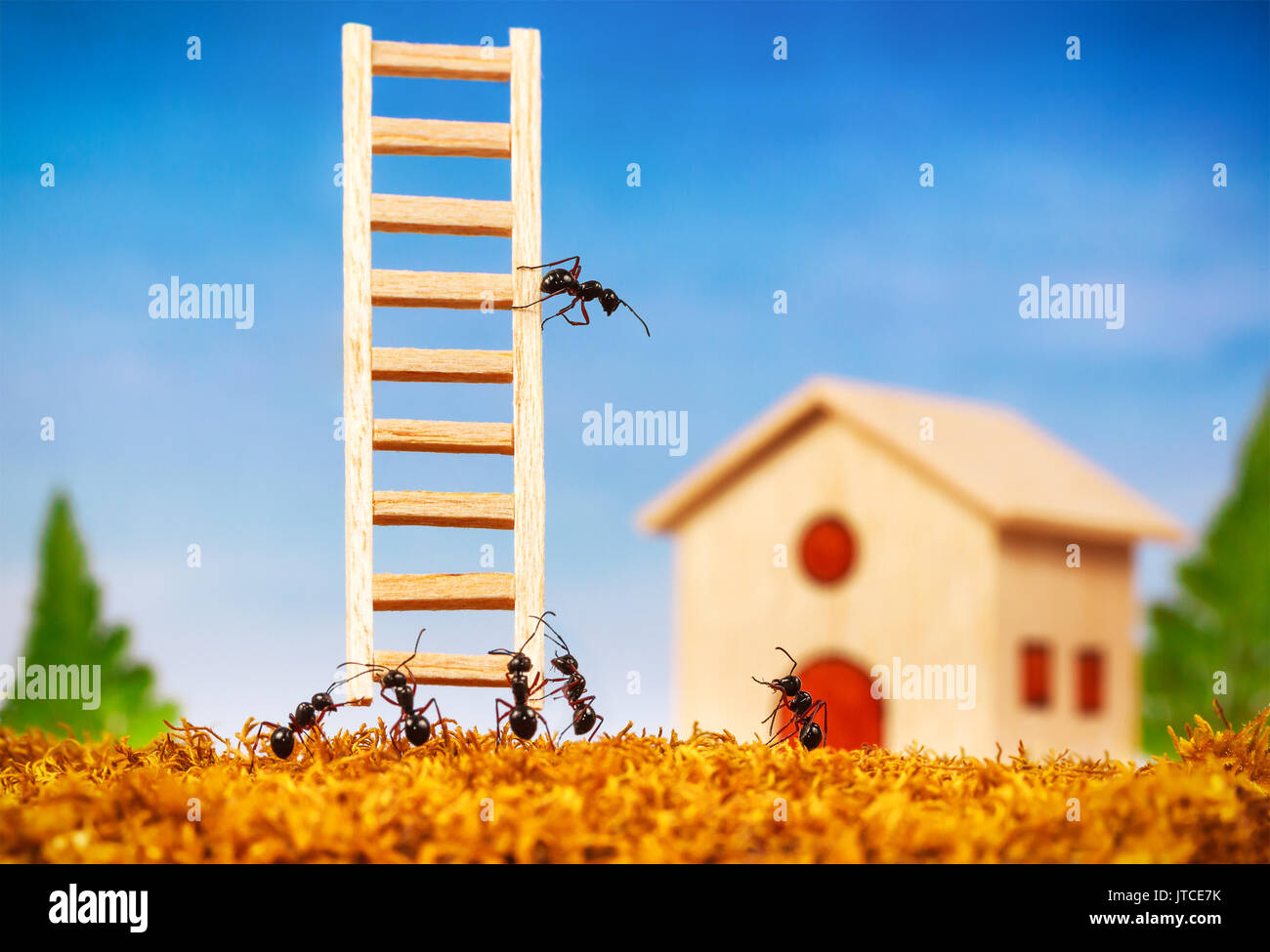 Ants build a house with ladder, teamwork concept Stock Photo - Alamy