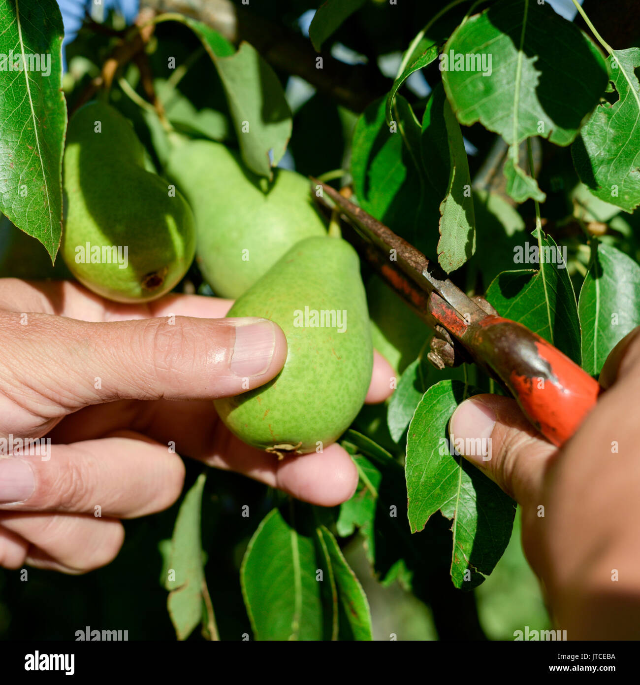 Pruning pear tree hi-res stock photography and images - Alamy