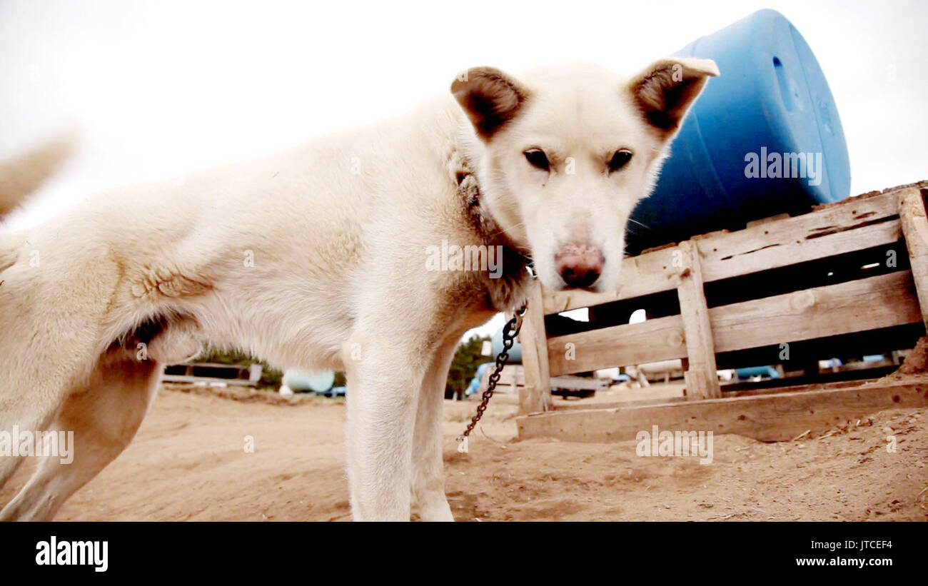 SLED DOGS, 2016. ©CCI Entertainment/courtesy Everett Collection Stock ...