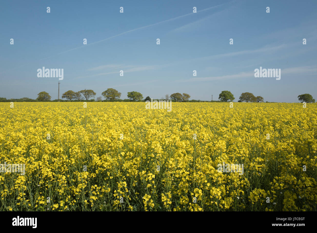 Field of Oilseed rape Burnham Norfolk spring Stock Photo - Alamy