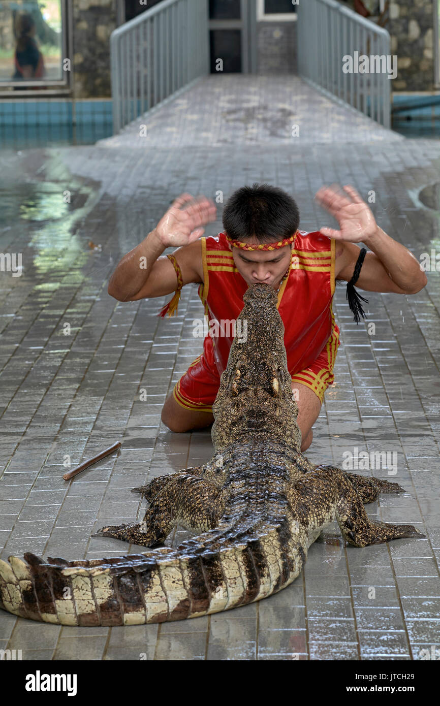 Crocodile show at Thailand with man kissing a large crocodile. A very ...