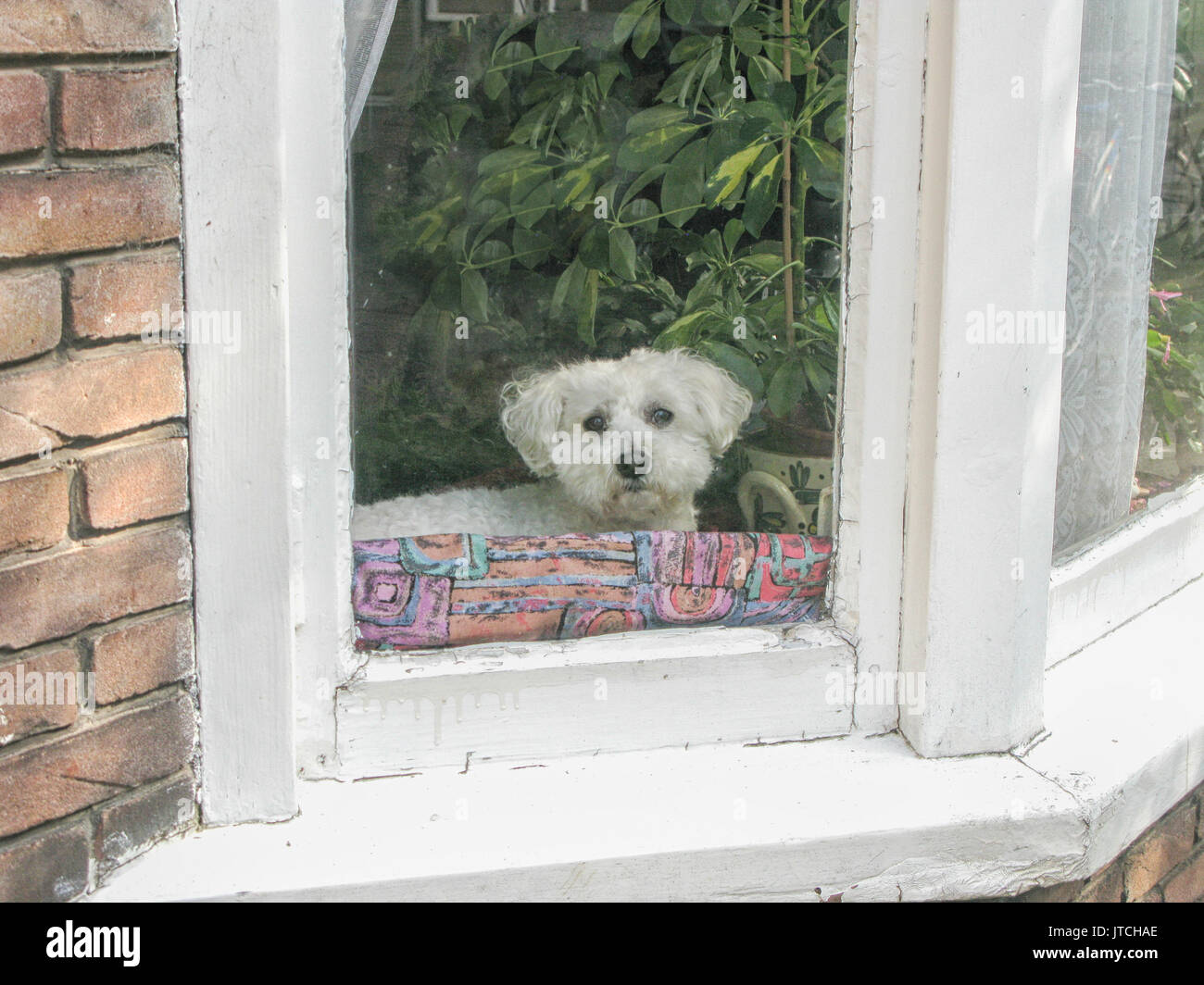Sad white poodle behind window staring outside Stock Photo - Alamy