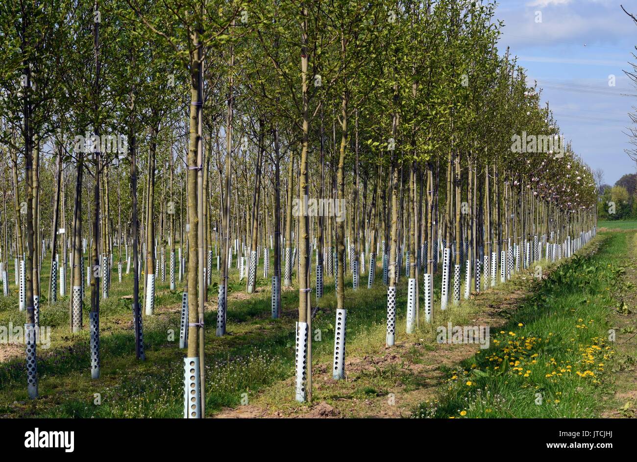 Young trees in the nursery garden "Schubert" in Meerbusch (North-Rhine ...