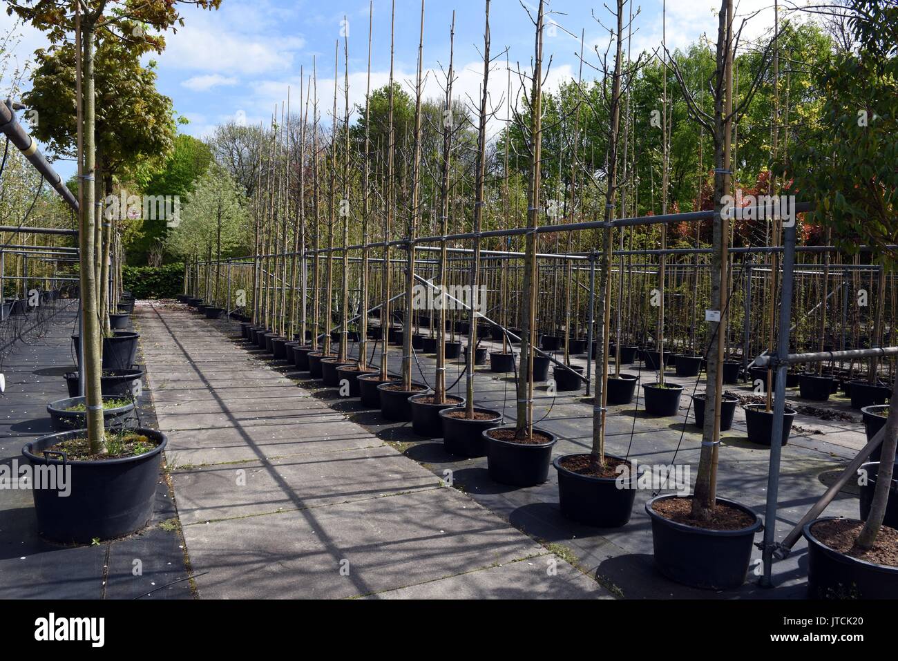 Young trees in buckets in the nursery garden "Schubert" in Meerbusch ...