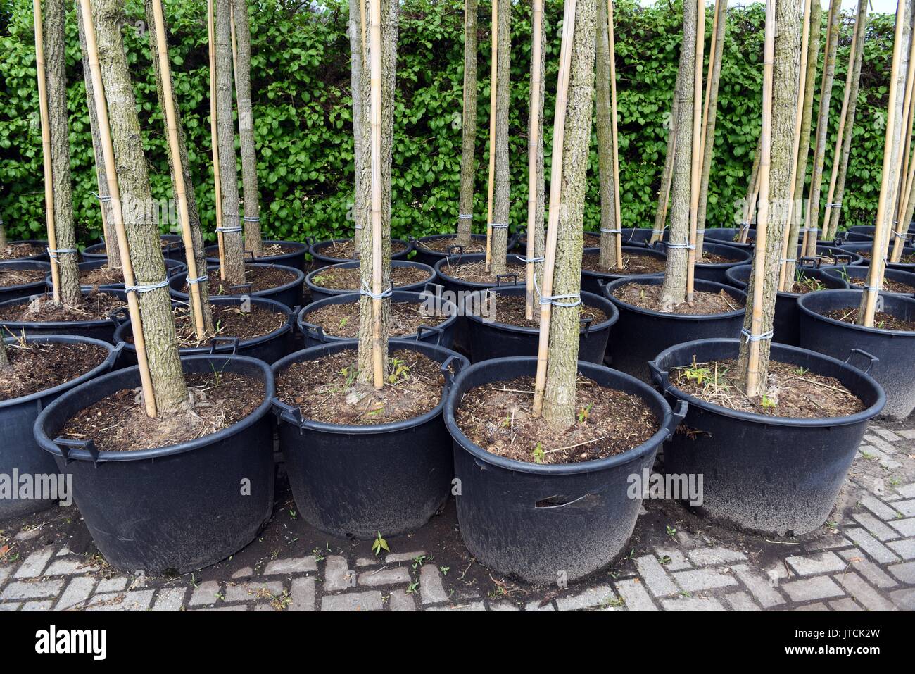 Young trees in buckets connected to an irrigation system in the nursery ...