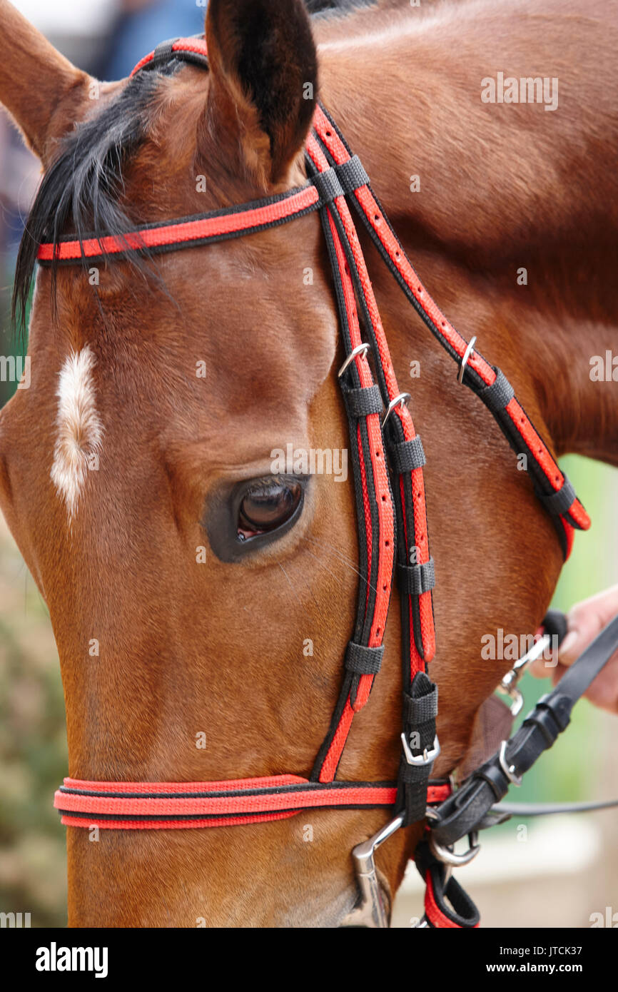 Race horse head ready to run. Paddock area. Vertical Stock Photo - Alamy
