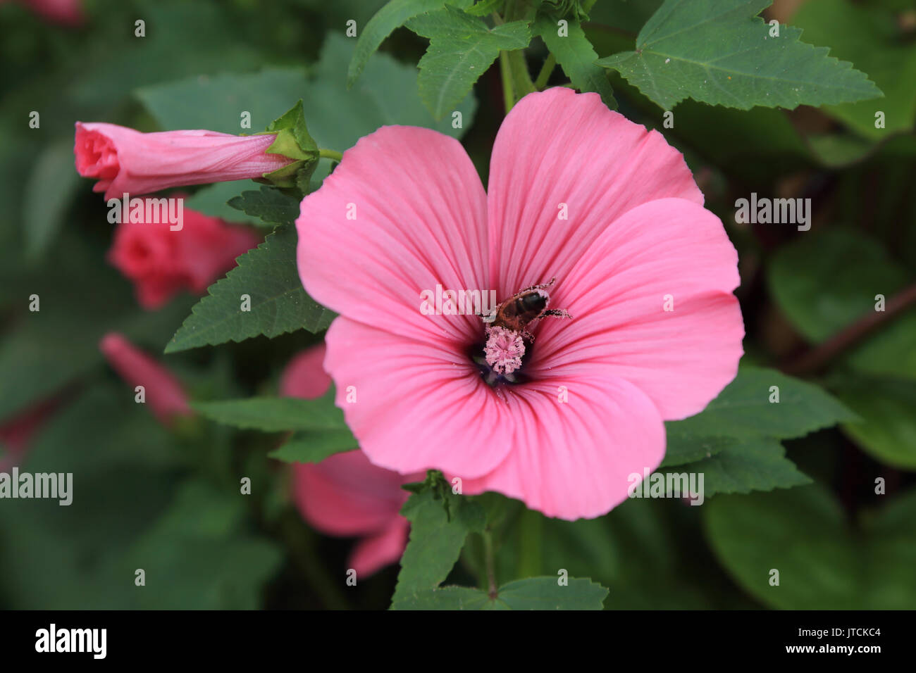 Pink trumpet flower with bee collecting pollen in Jardin des Plantes ...