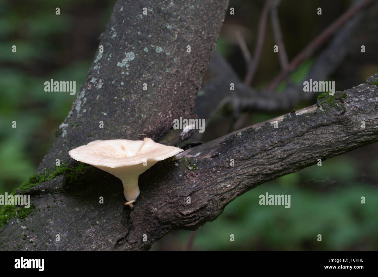 Polyporus tuberaster hi-res stock photography and images - Alamy