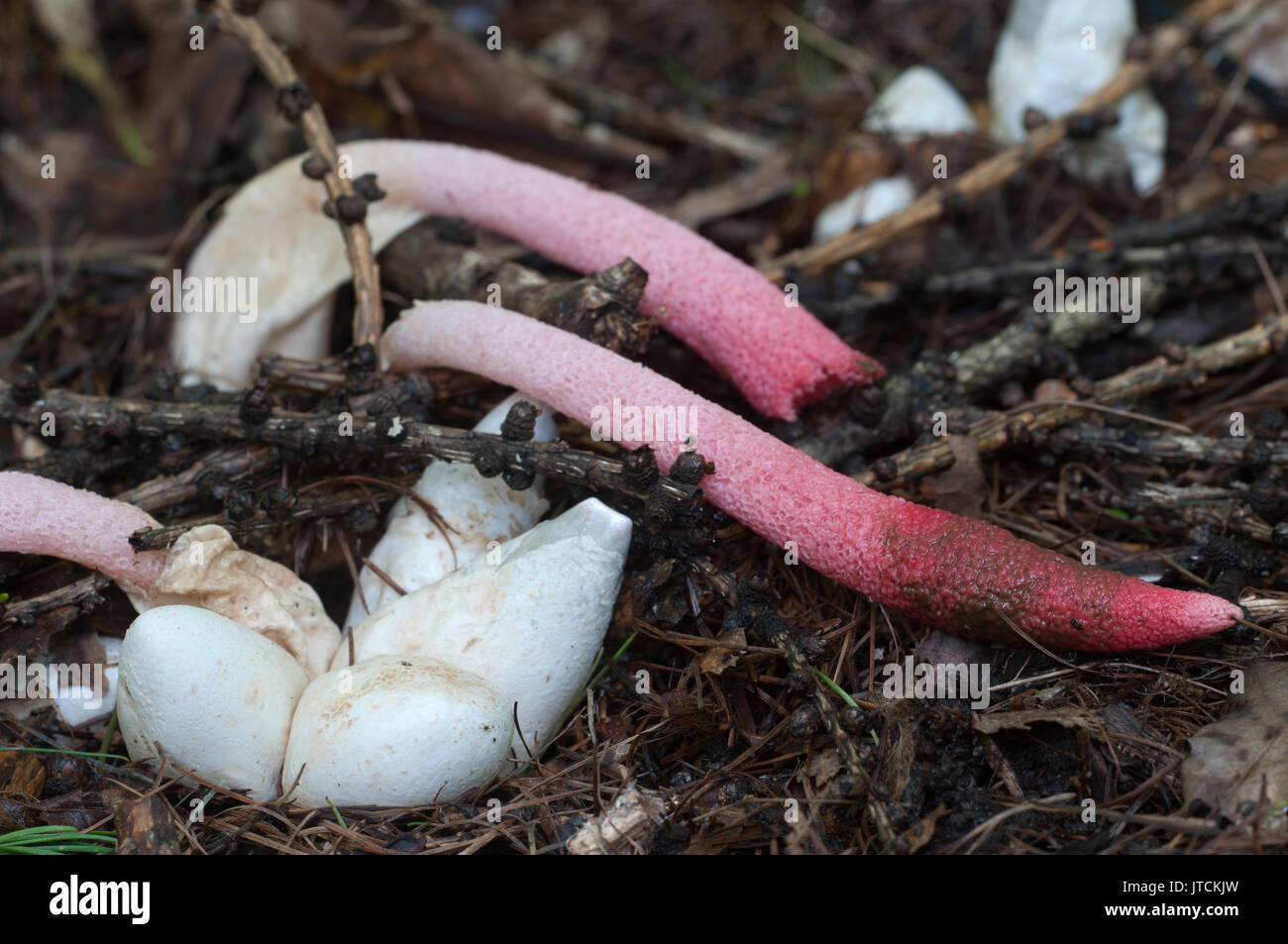 Mutinus ravenelii hi-res stock photography and images - Alamy