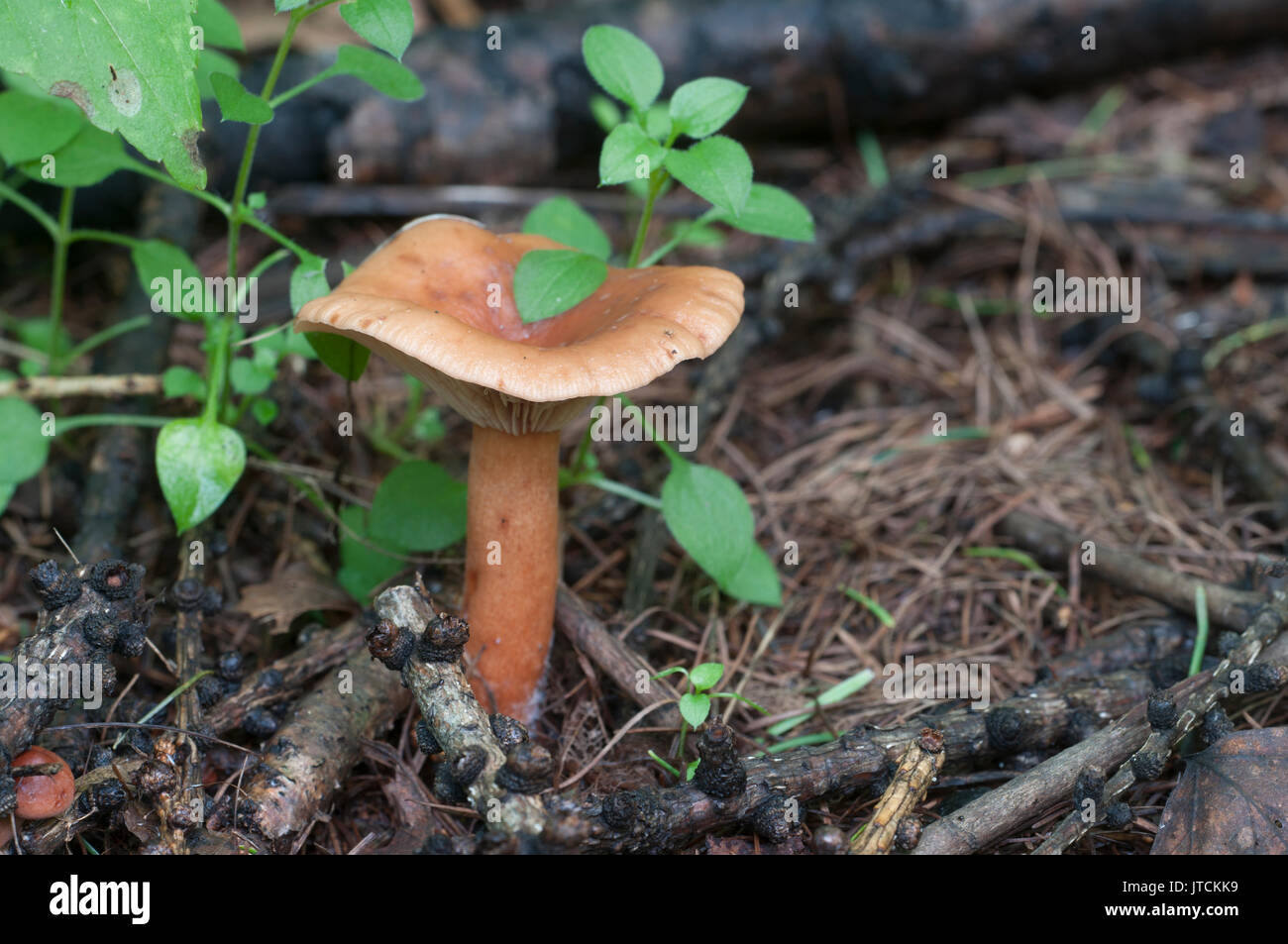 Lactarius Rufus Stock Photos & Lactarius Rufus Stock Images - Alamy