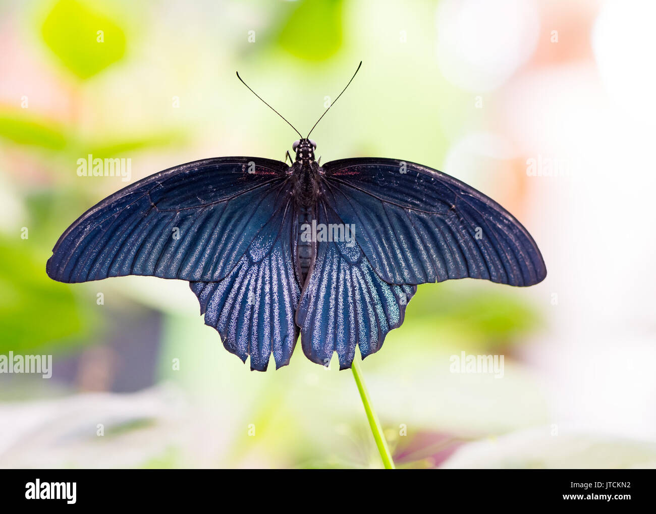 Macro of a tropical Great Mormon butterfly (Papilio Memnon Stock Photo ...
