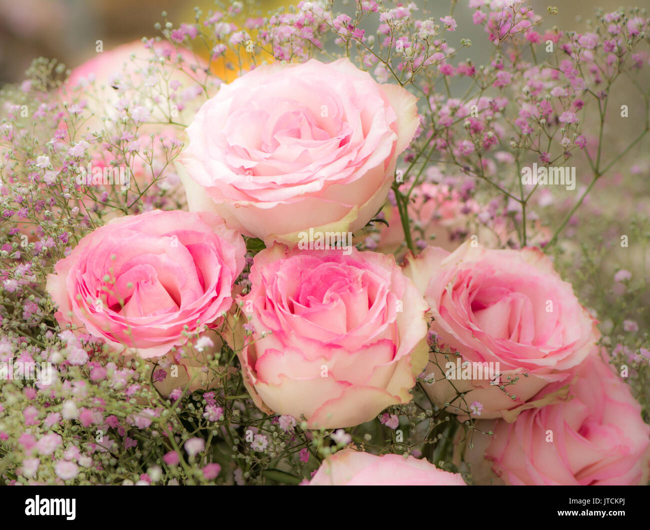 Soft focus pink rose flower hi-res stock photography and images - Alamy
