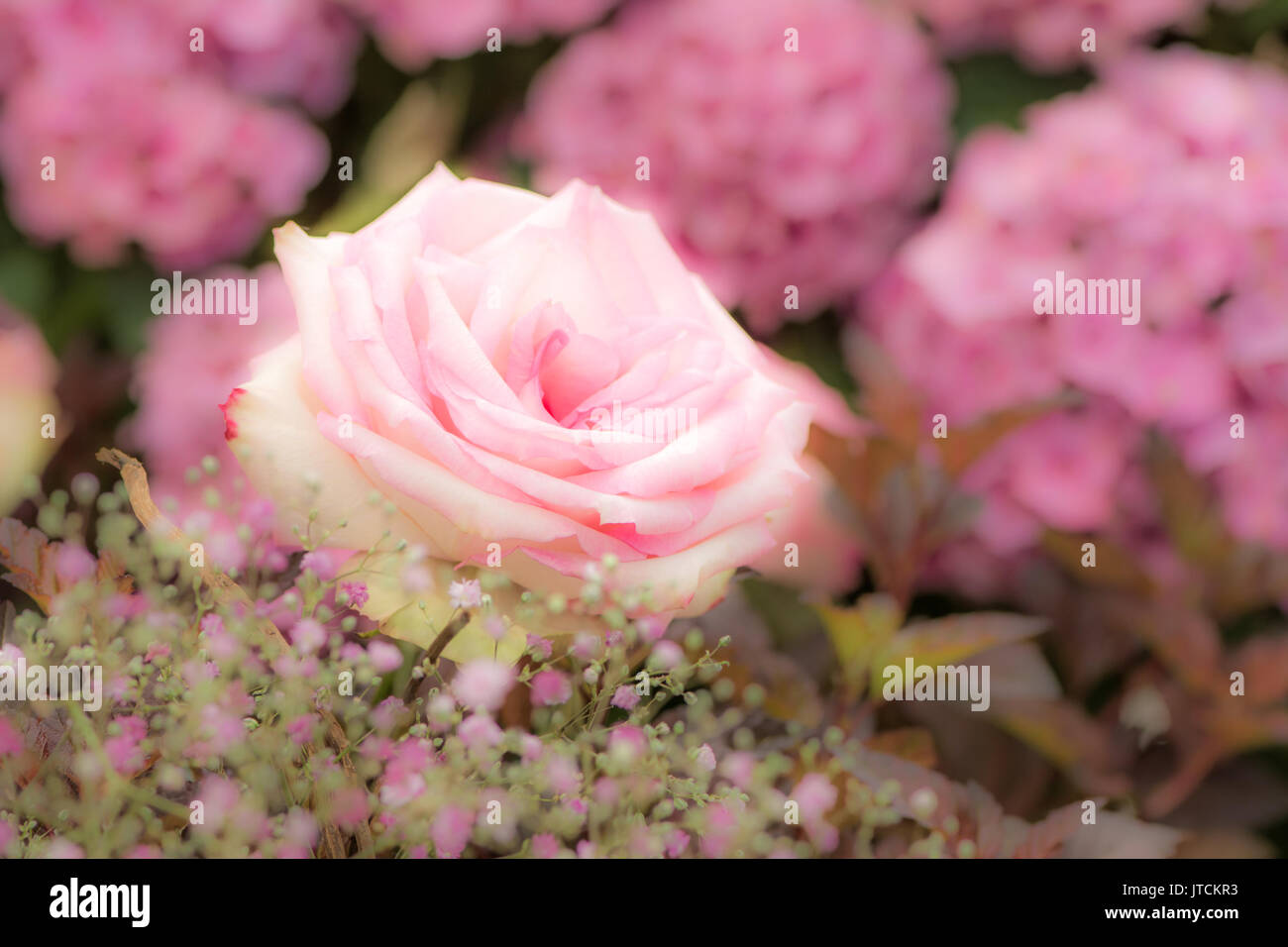 Flower deco with pink roses - soft focus Stock Photo - Alamy