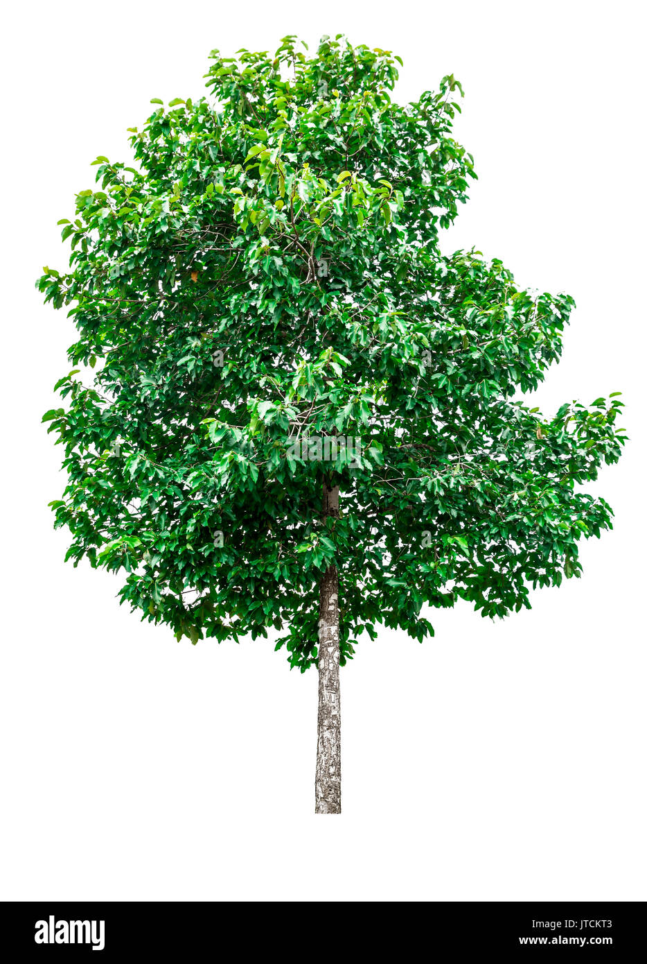 Green tree isolated on white background Stock Photo - Alamy