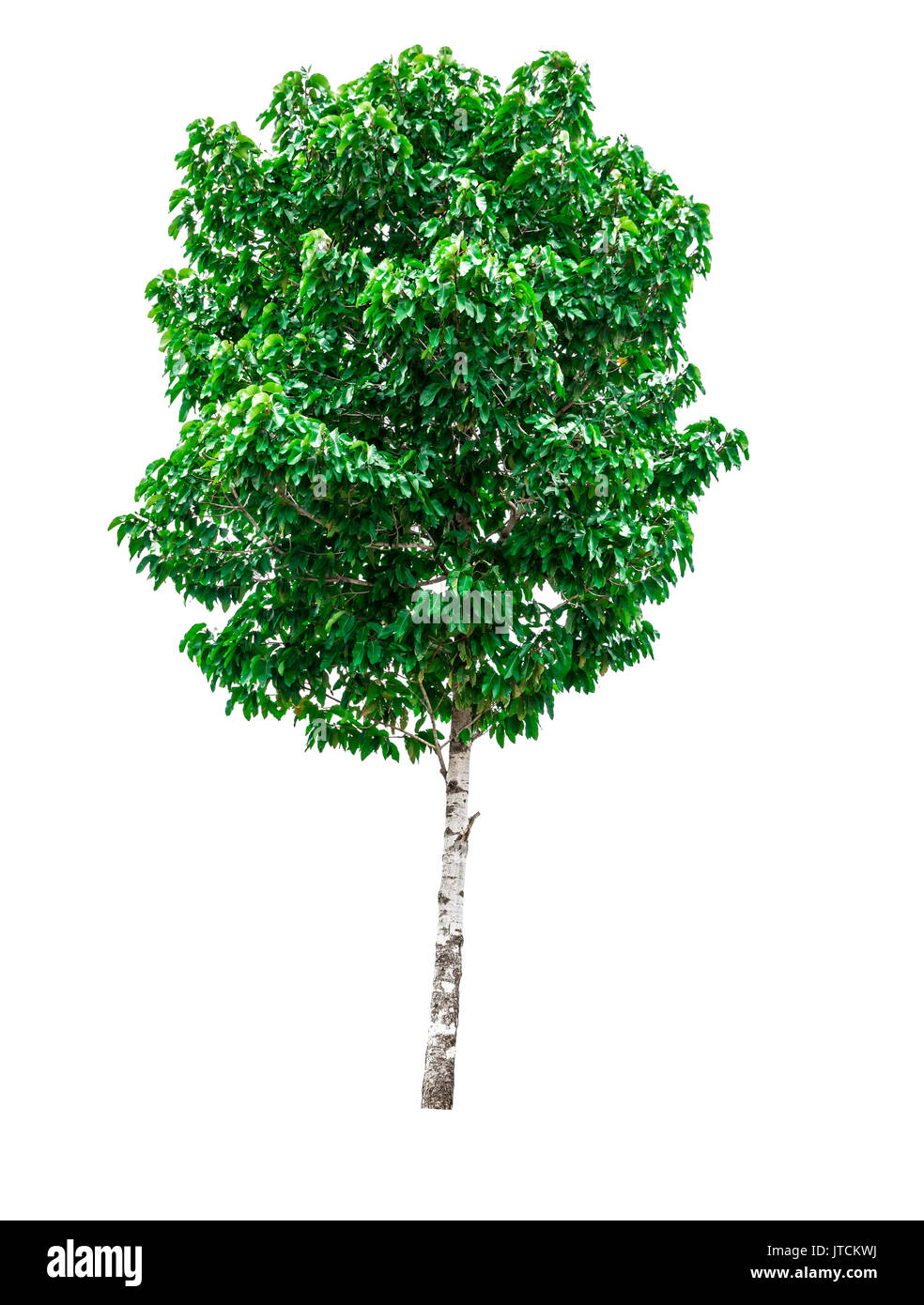 Green tree isolated on white background Stock Photo - Alamy