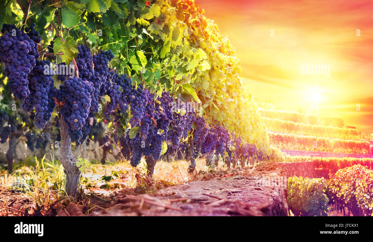 Ripe Grapes In Vineyard At Sunset - Harvest Stock Photo - Alamy