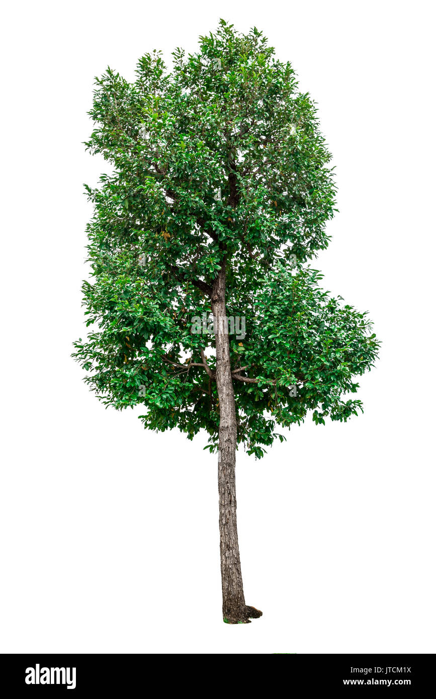 Green tree isolated on white background Stock Photo - Alamy