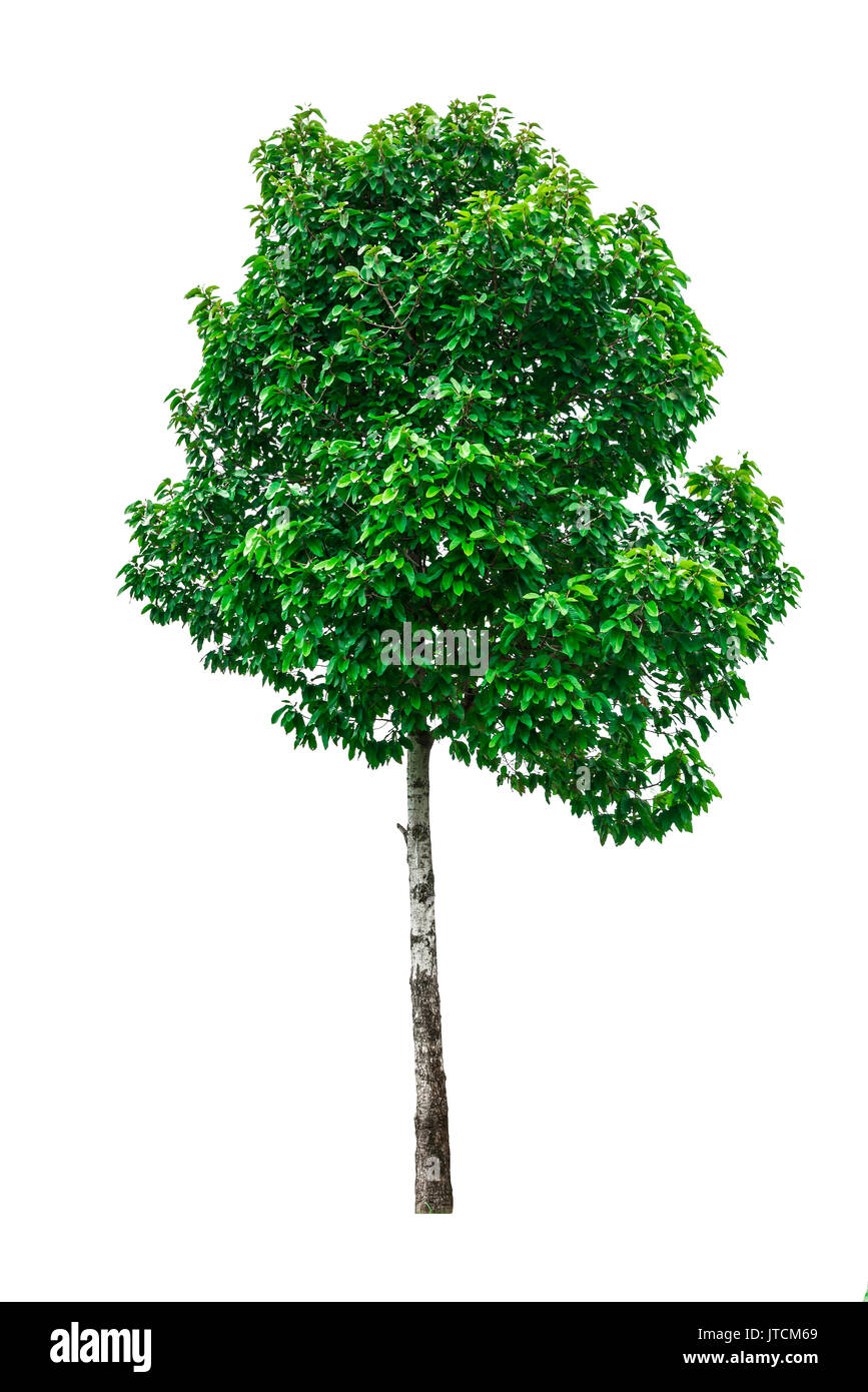 Green tree isolated on white background Stock Photo - Alamy