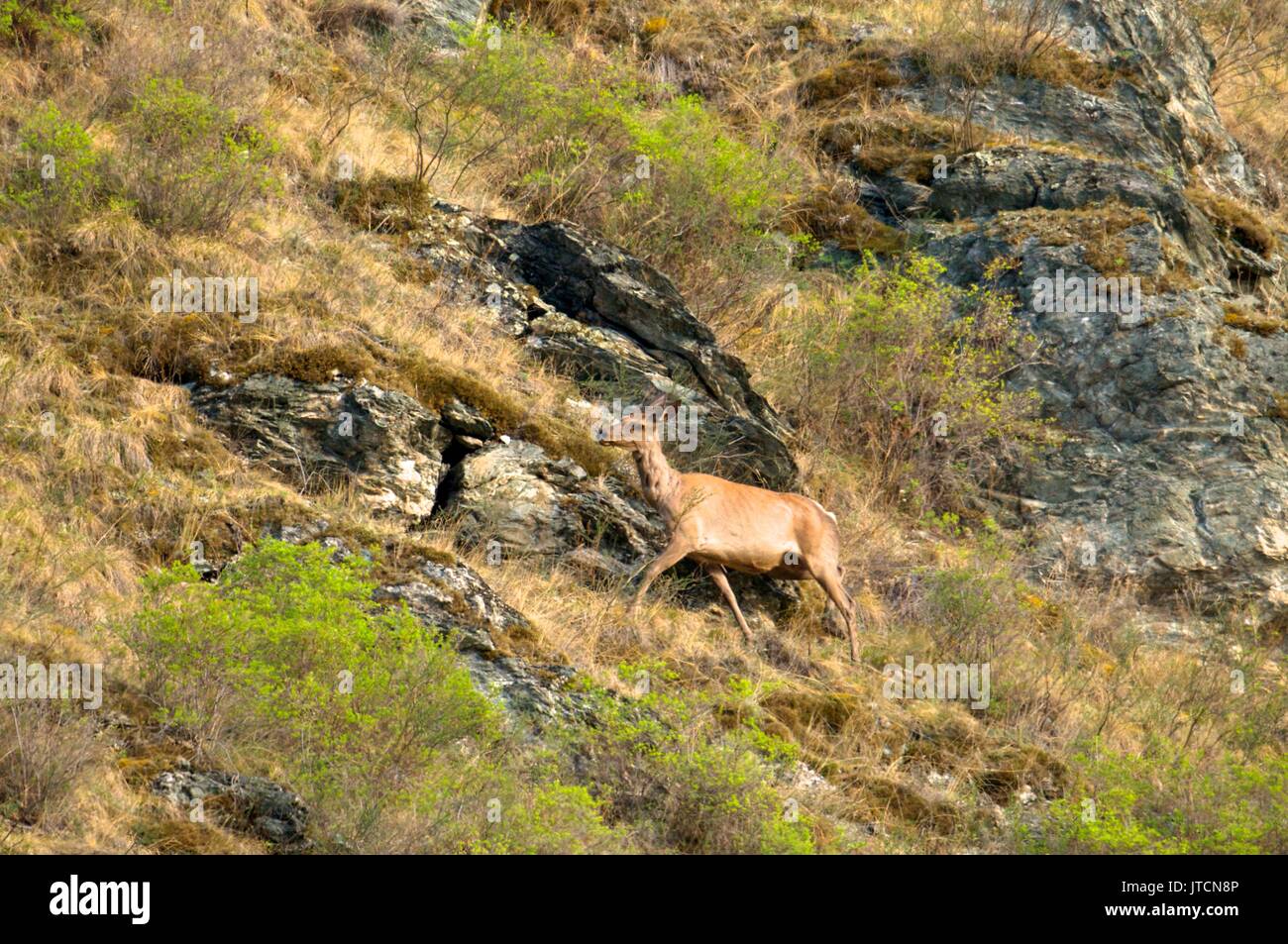 A lone deer on a green meadow Stock Photo - Alamy