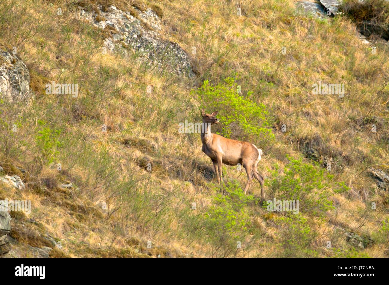 Lone deer hi-res stock photography and images - Alamy