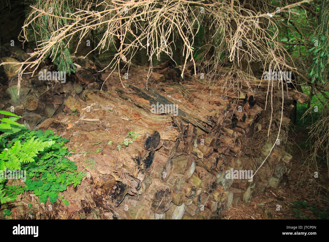 Dickicht, Unterholz, mit Holz in einem mystischen Wald Stock Photo - Alamy