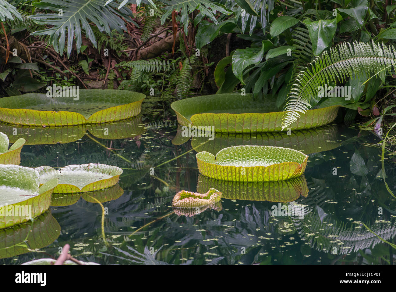 Santa Cruz Water Lily: Victoria cruziana. Eden Project, UK Stock Photo ...