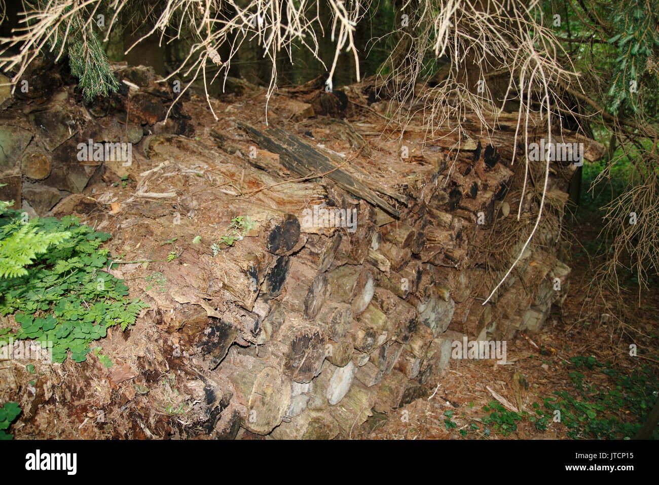 Dickicht, Unterholz, mit Holz in einem mystischen Wald Stock Photo - Alamy
