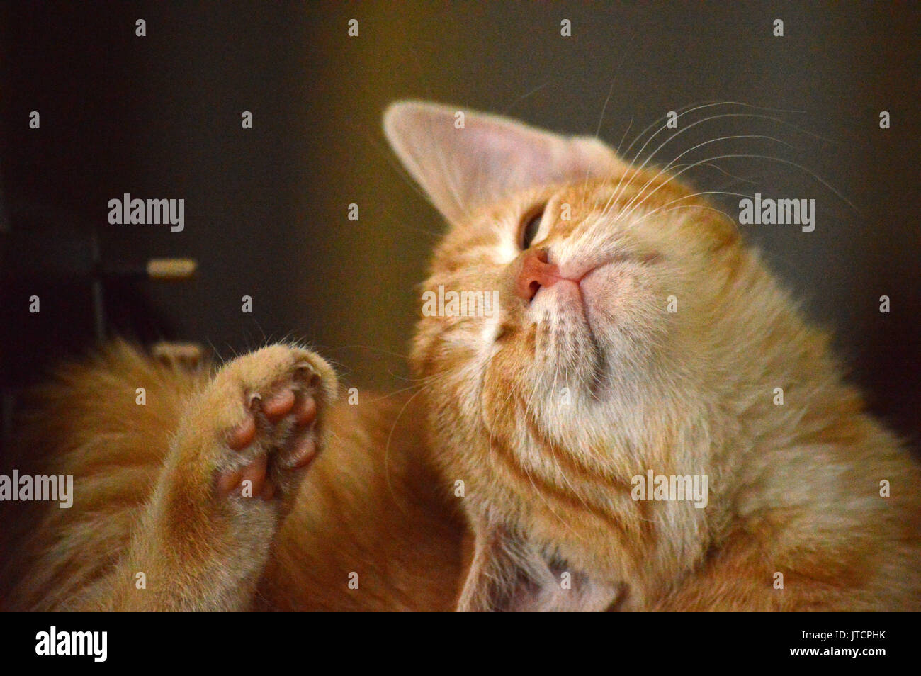 Itchy kitty hi-res stock photography and images - Alamy